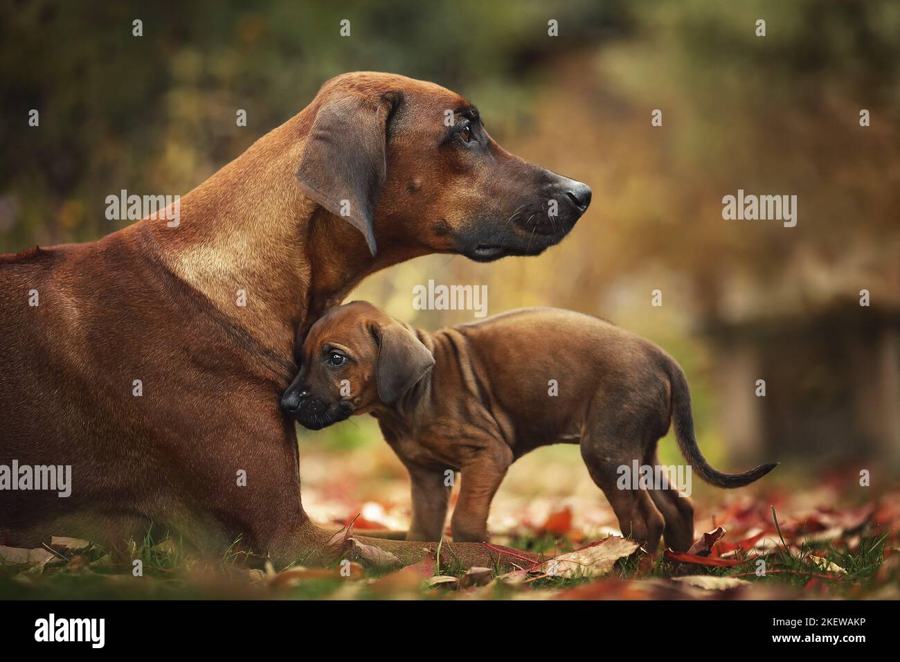 2 Rhodesian Ridgebacks Stock Photo - Alamy