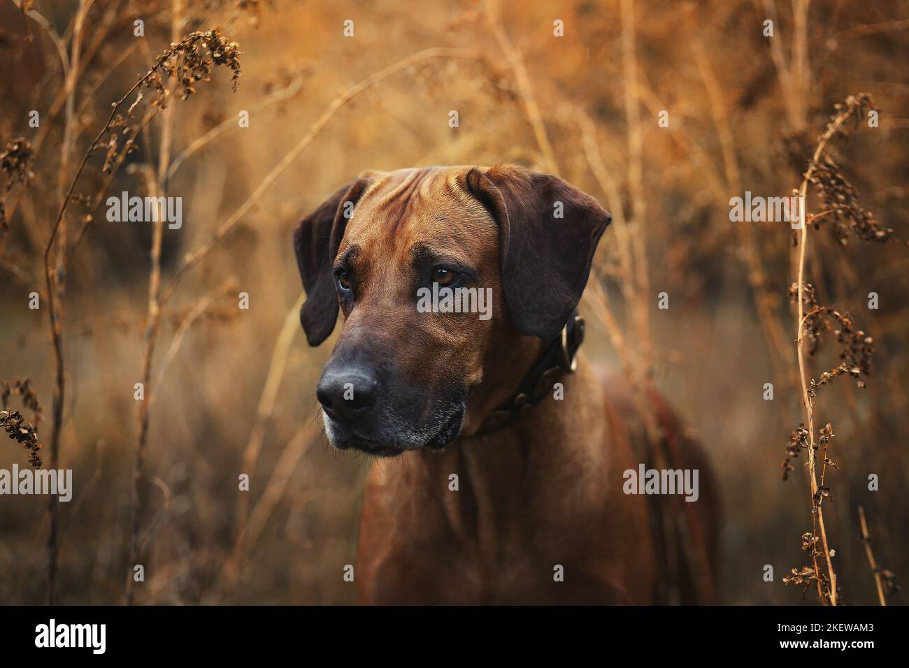 Rhodesian Ridgeback portrait Stock Photo - Alamy