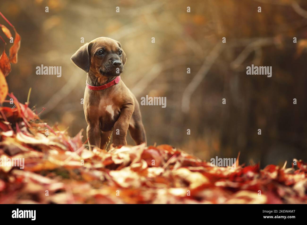 walking Rhodesian Ridgeback Puppy Stock Photo - Alamy