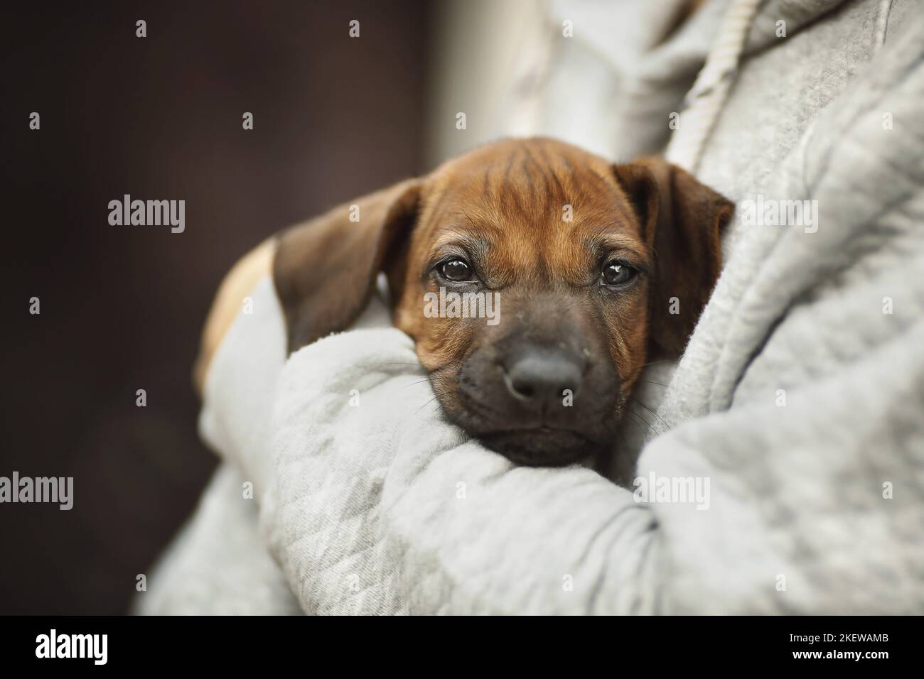 Rhodesian Ridgeback Puppy portrait Stock Photo - Alamy