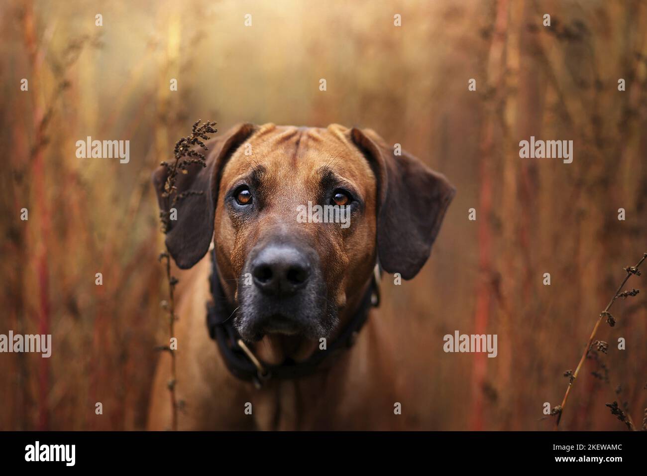 Rhodesian Ridgeback portrait Stock Photo - Alamy