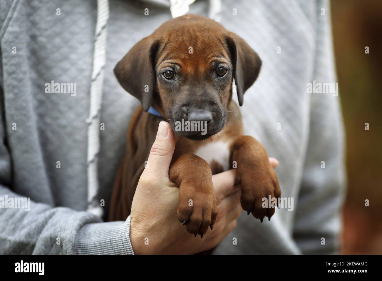 human with Rhodesian Ridgeback Puppy Stock Photo - Alamy