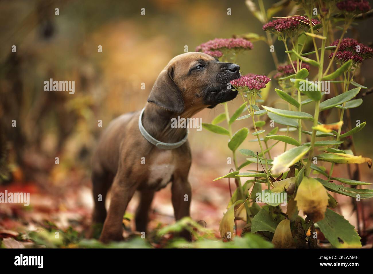 standing Rhodesian Ridgeback Puppy Stock Photo - Alamy