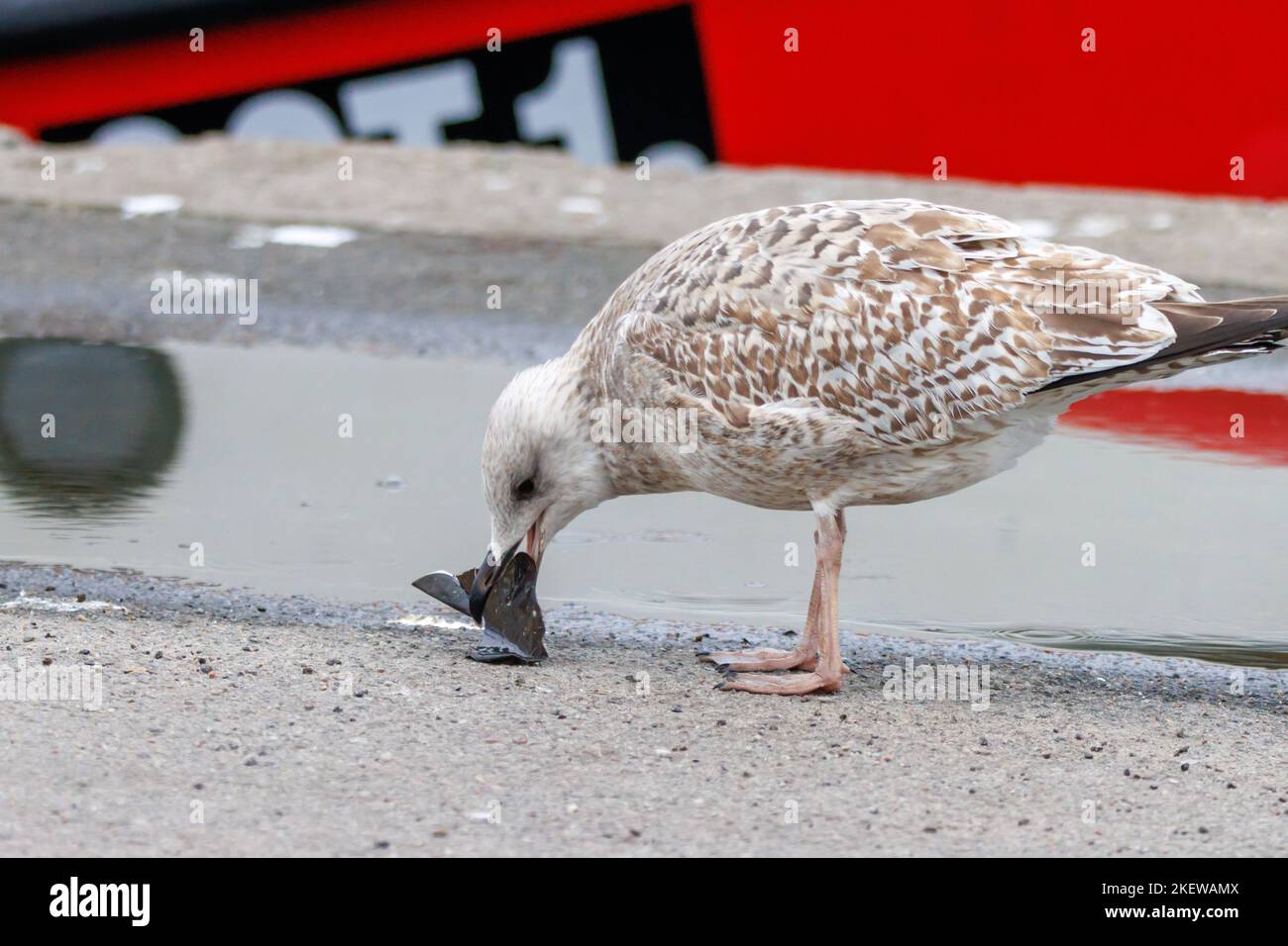 a big seagull eats plastic waste Stock Photo - Alamy