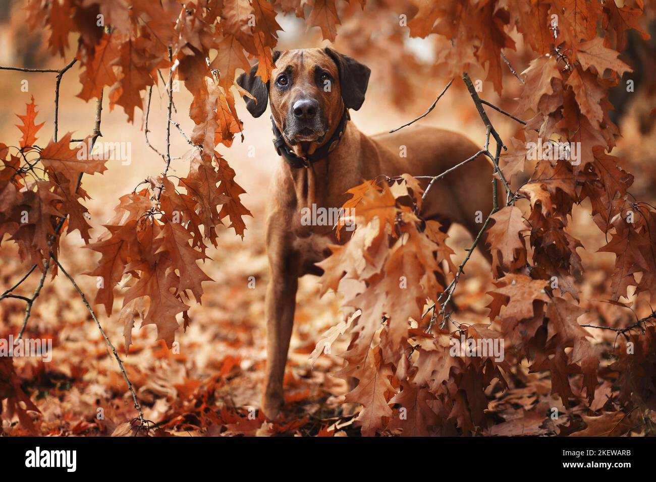 standing Rhodesian Ridgeback Stock Photo - Alamy