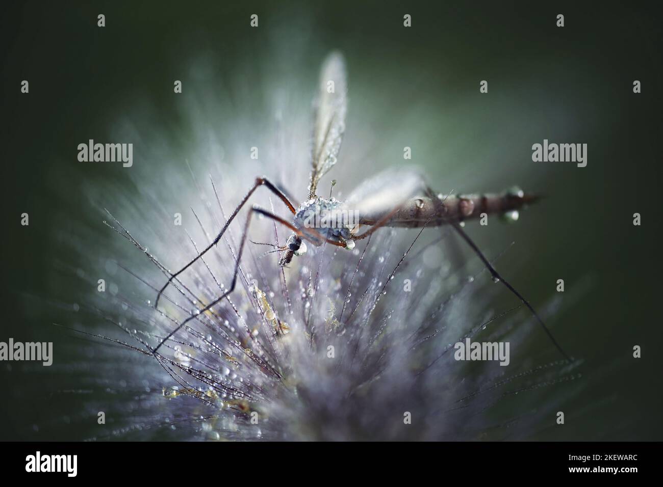Craneflies water hi-res stock photography and images - Alamy