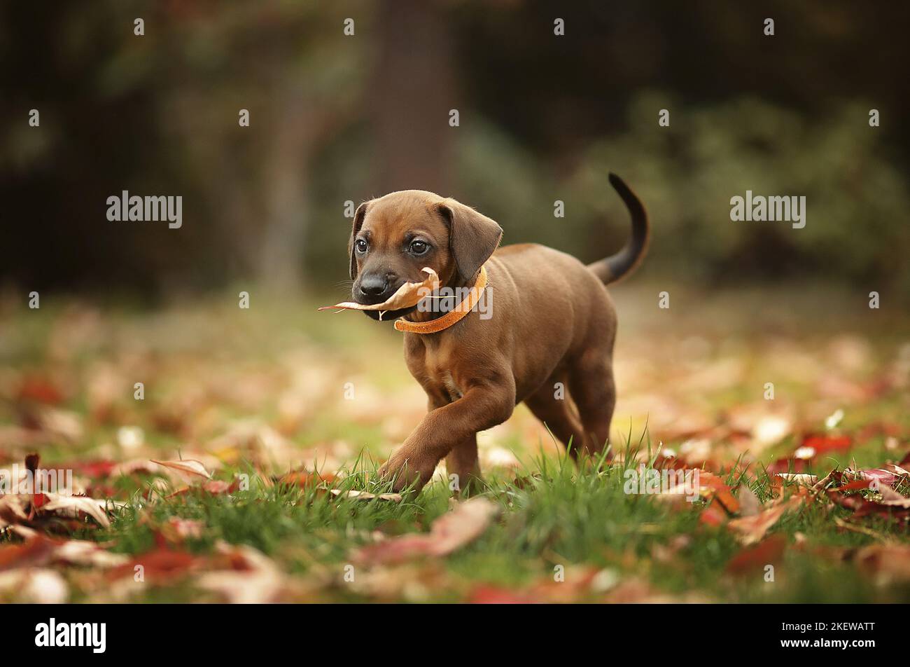 walking Rhodesian Ridgeback Puppy Stock Photo - Alamy
