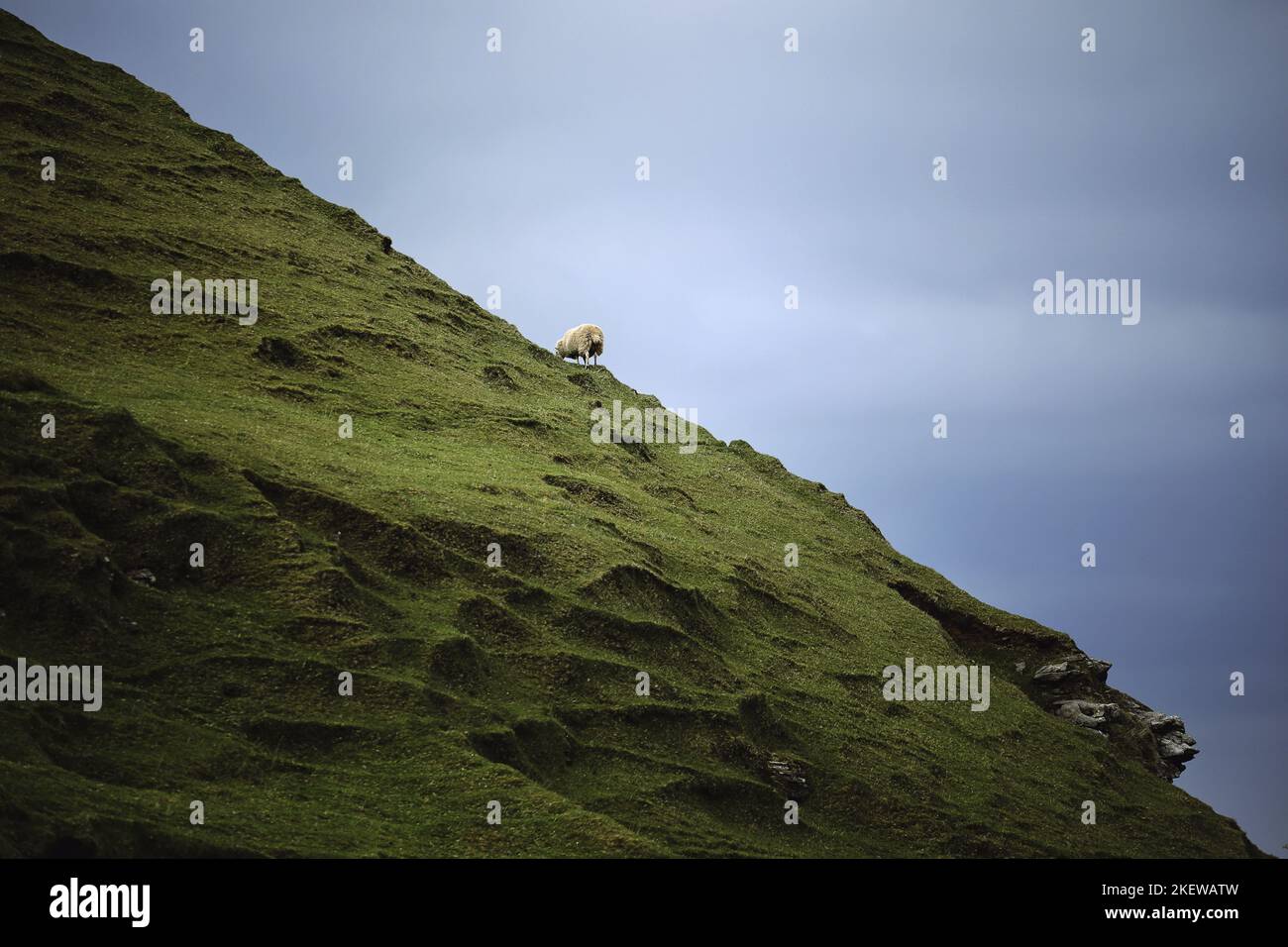 Sheep backside hi-res stock photography and images - Alamy