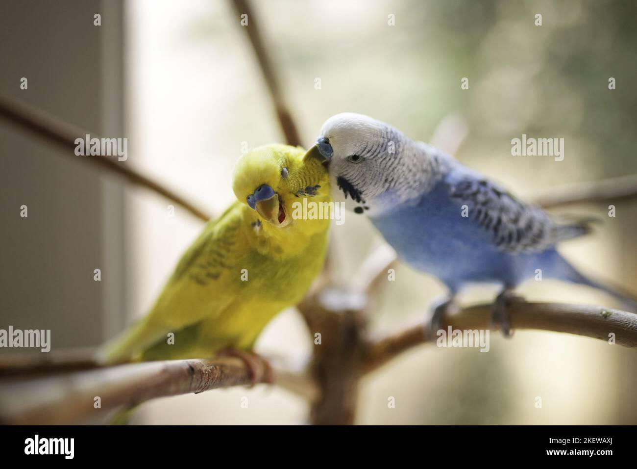 Male budgies hi-res stock photography and images - Alamy