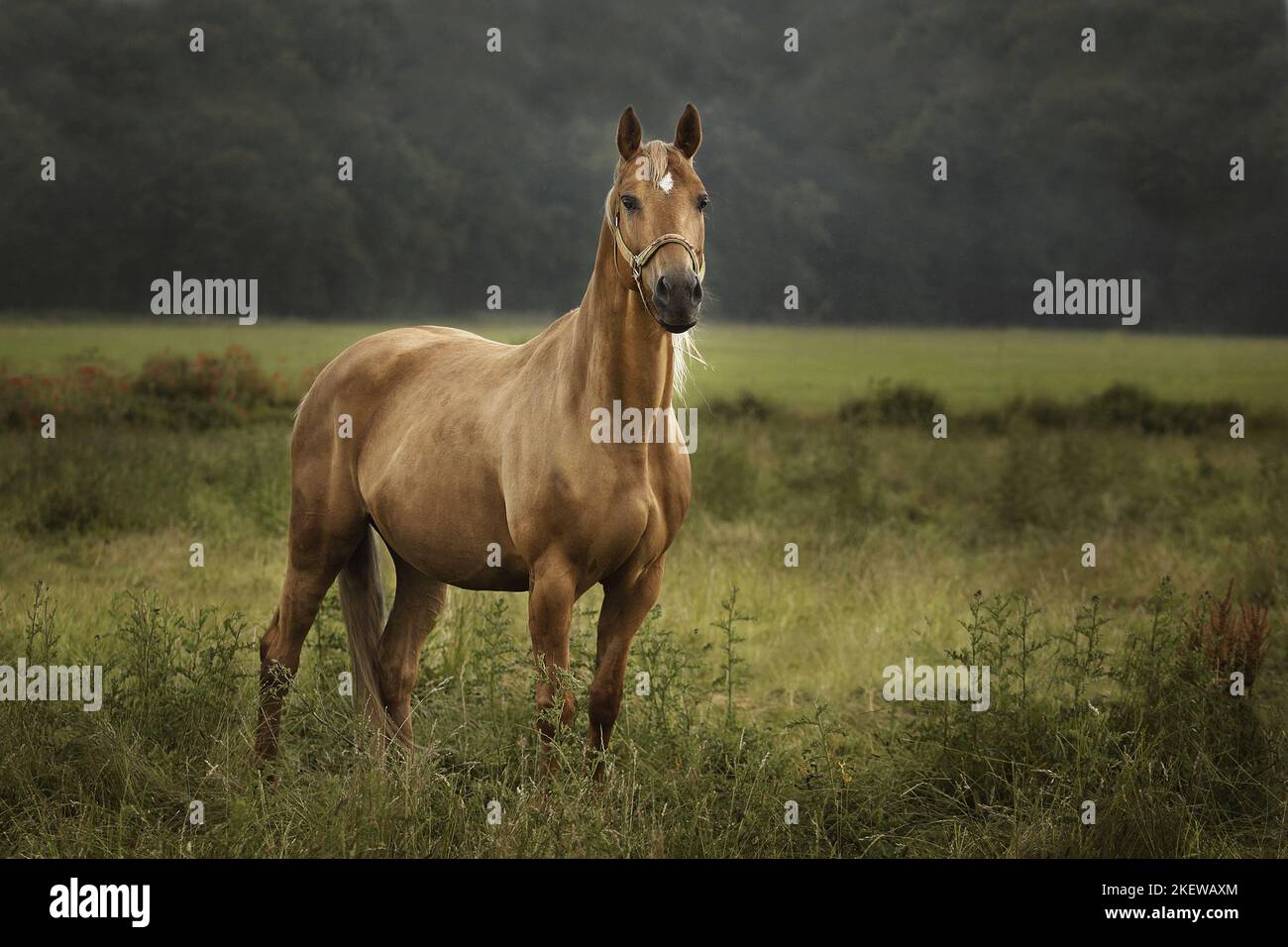 standing Shagya Arabian Horse Stock Photo - Alamy