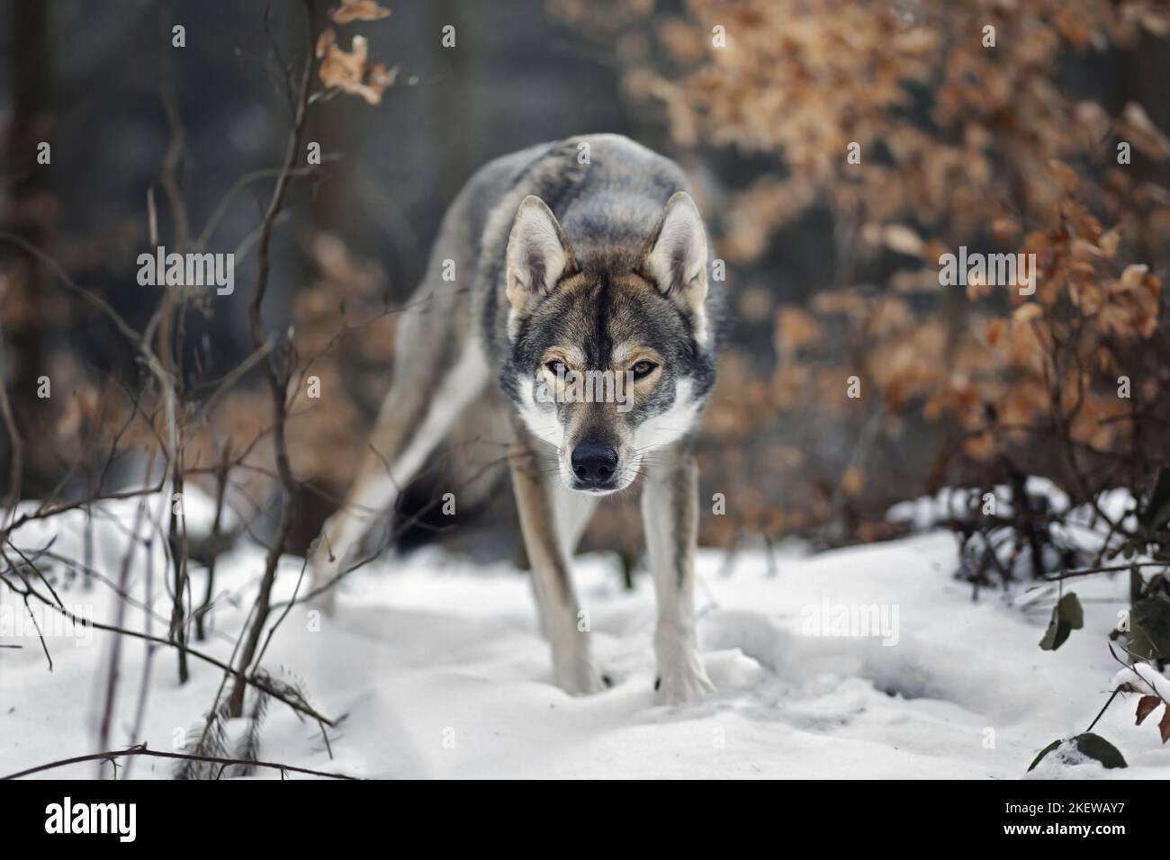 standing Tamaskan Husky Stock Photo - Alamy