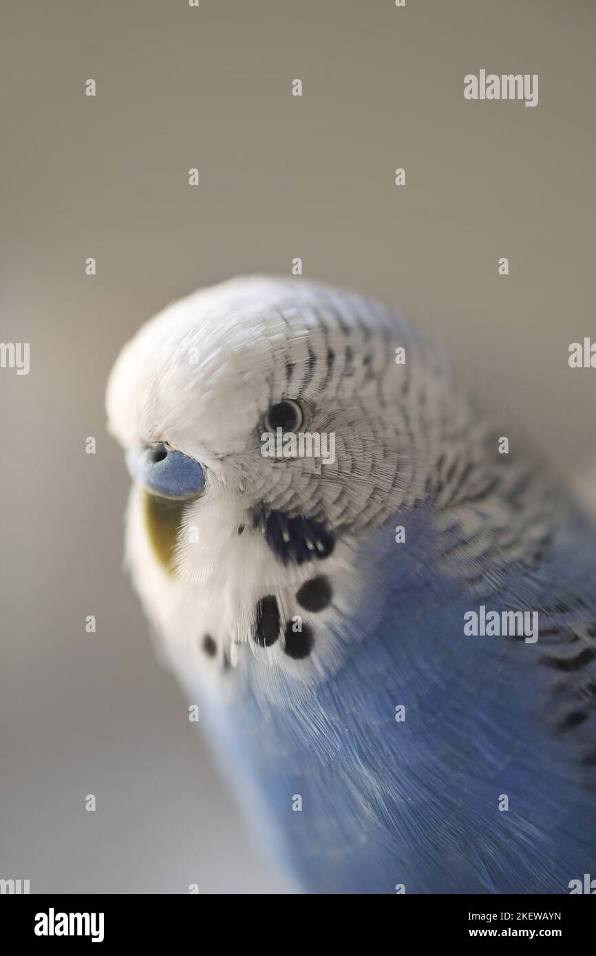 Budgie portrait hi-res stock photography and images - Alamy