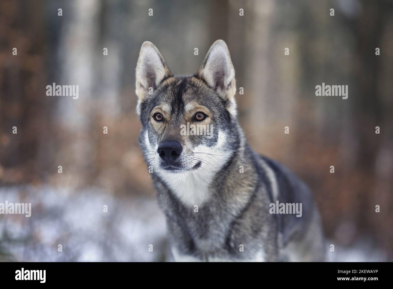 Tamaskan Husky portrait Stock Photo - Alamy
