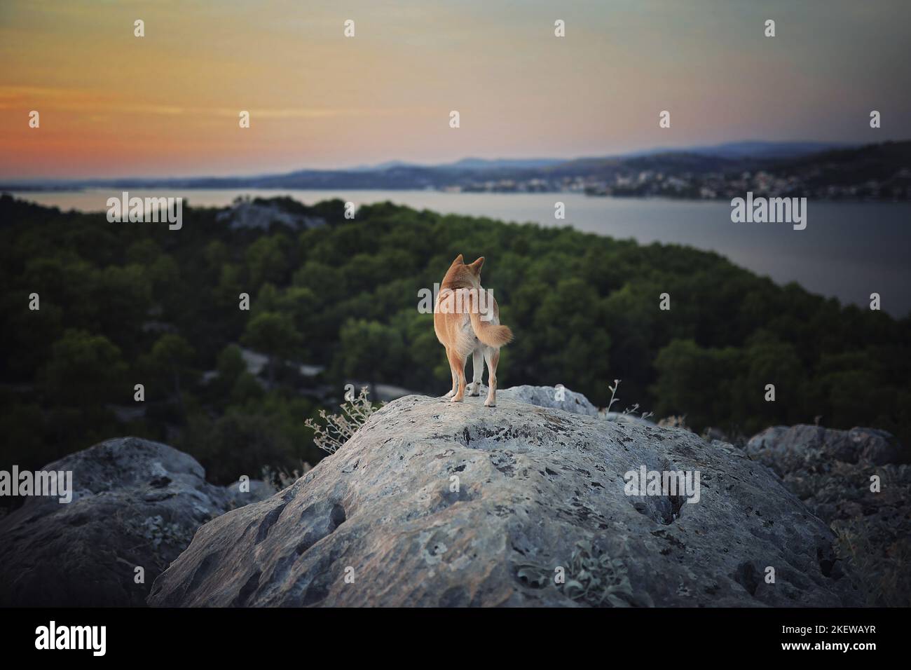 standing Shiba Inu Stock Photo - Alamy