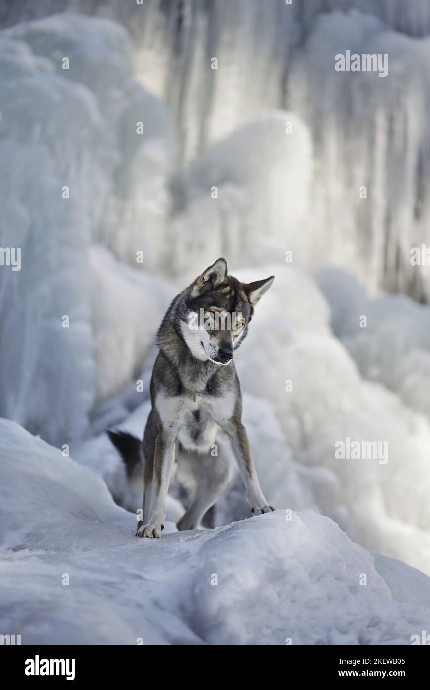 standing Tamaskan Husky Stock Photo - Alamy