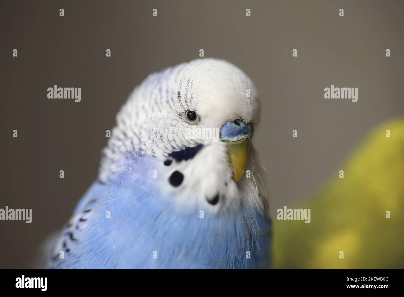 Male budgies hi-res stock photography and images - Alamy