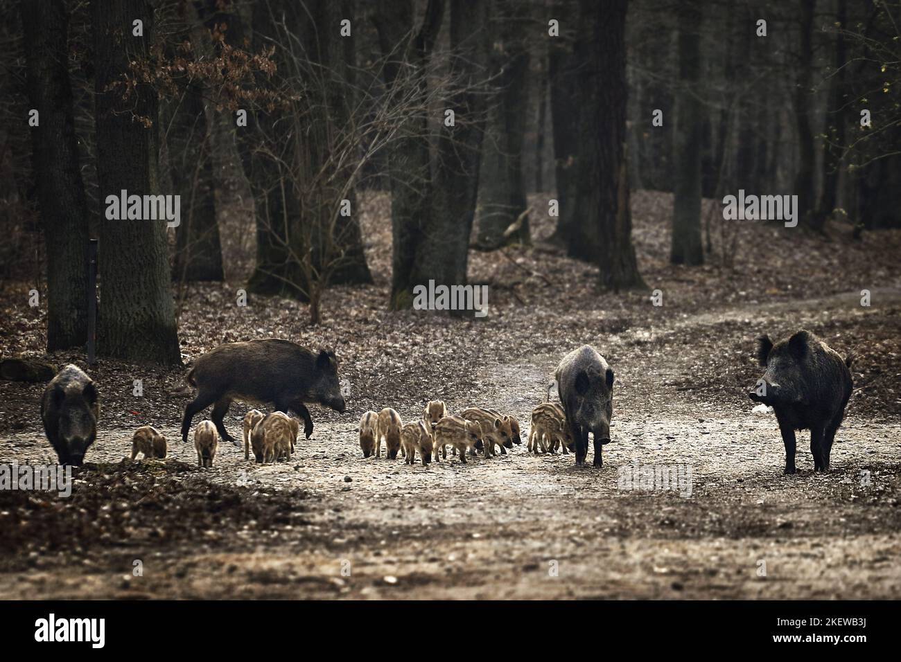 Wild herd of hogs hi-res stock photography and images - Alamy