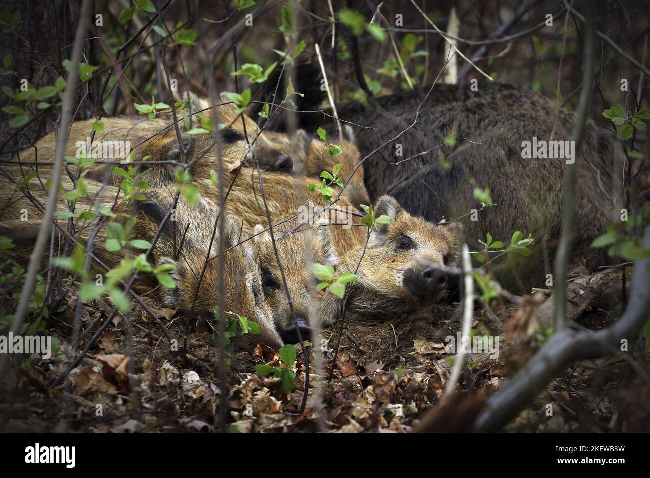 Pack of wild boar hi-res stock photography and images - Alamy