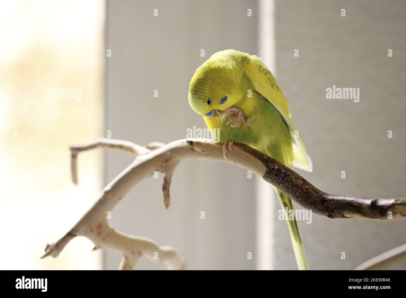 Budgie sits hi-res stock photography and images - Alamy