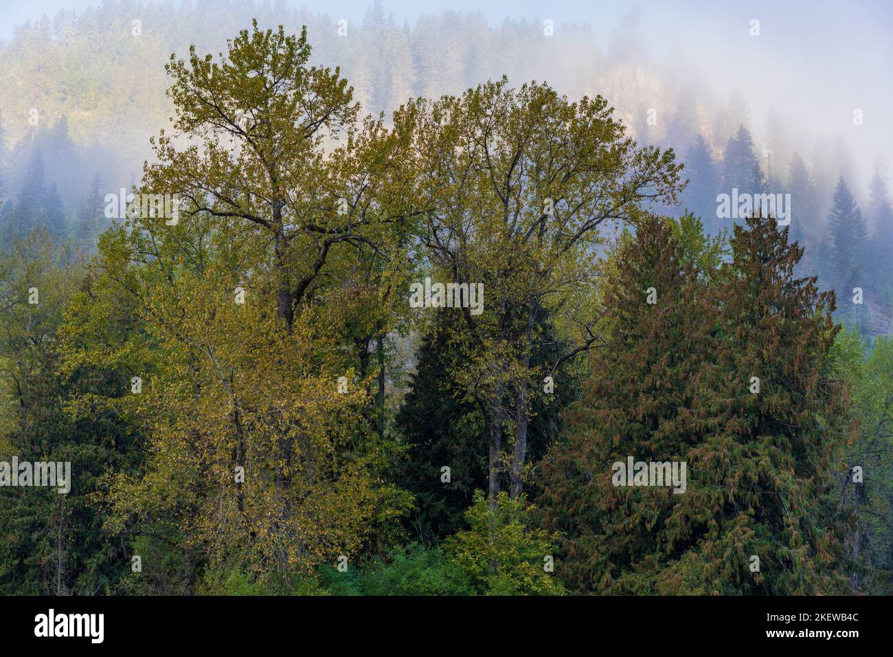 Cold morning brings ground fog across North Idaho that makes the ...