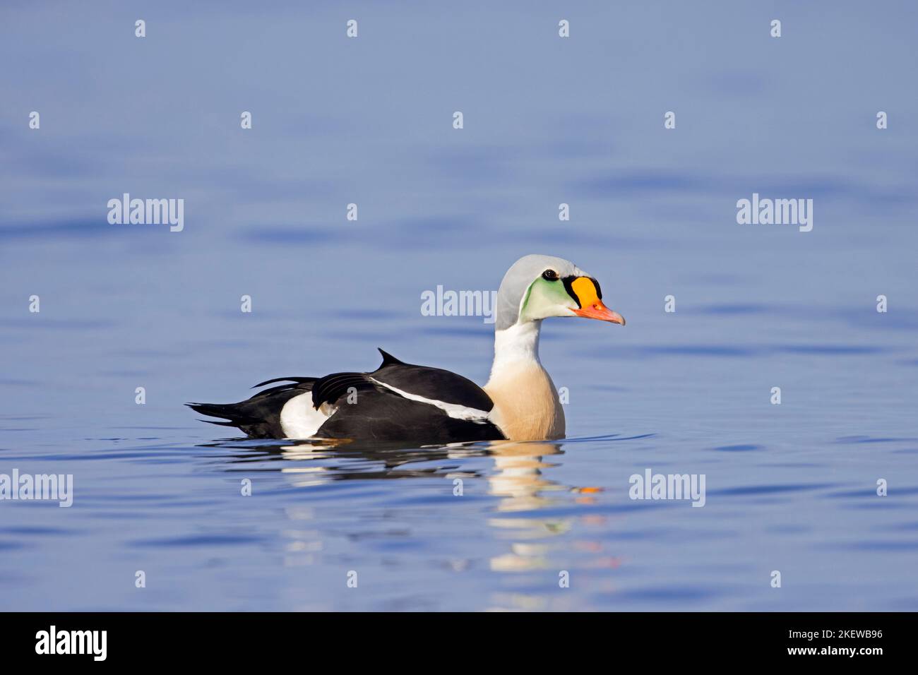 King eider (Somateria spectabilis) male sea duck in breeding plumage ...