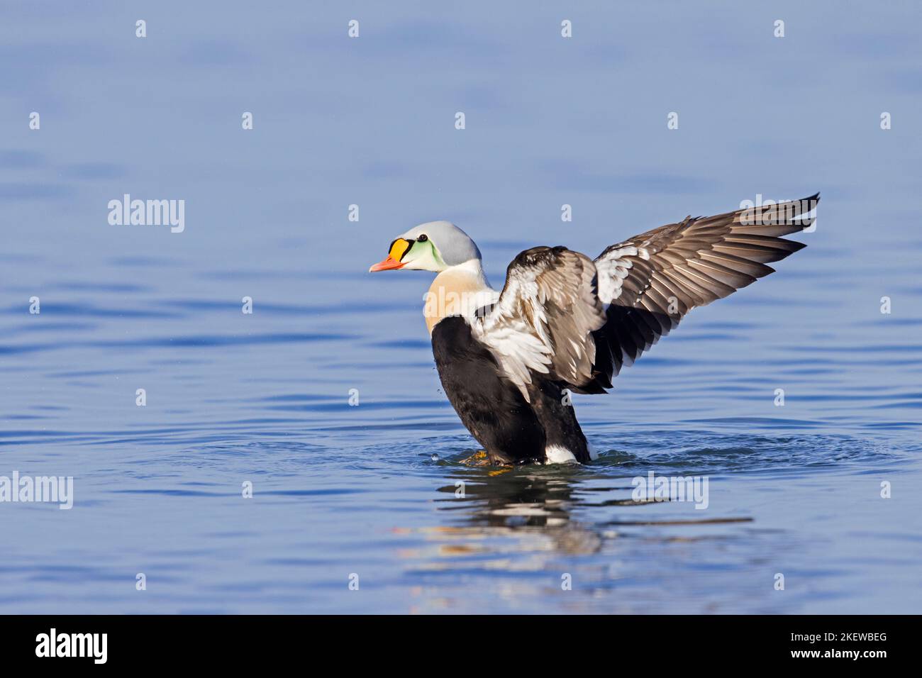 King eider (Somateria spectabilis) male sea duck in breeding plumage at ...