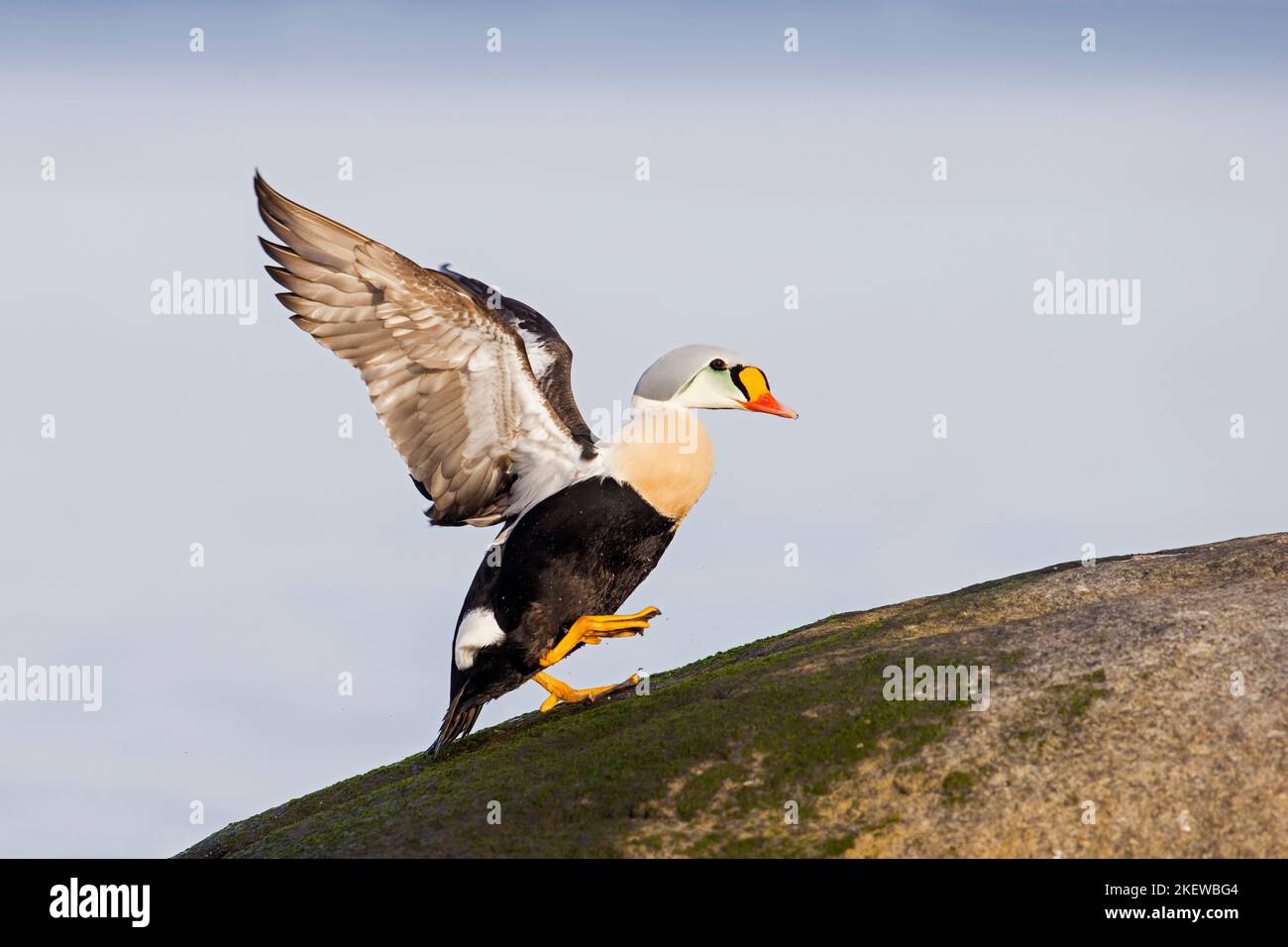 King eider (Somateria spectabilis) male sea duck in breeding plumage on ...