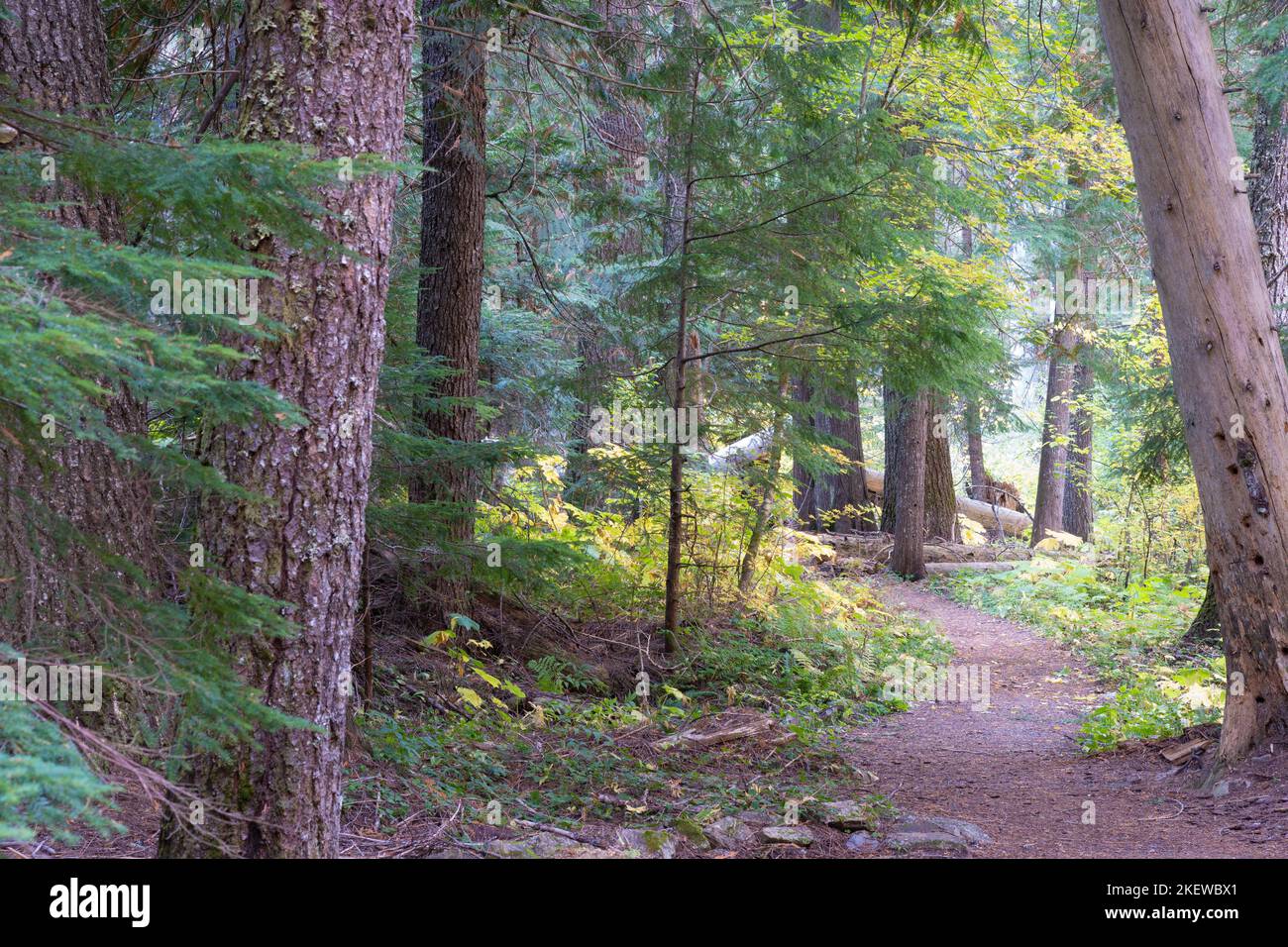 Rare cedar grove hi-res stock photography and images - Alamy