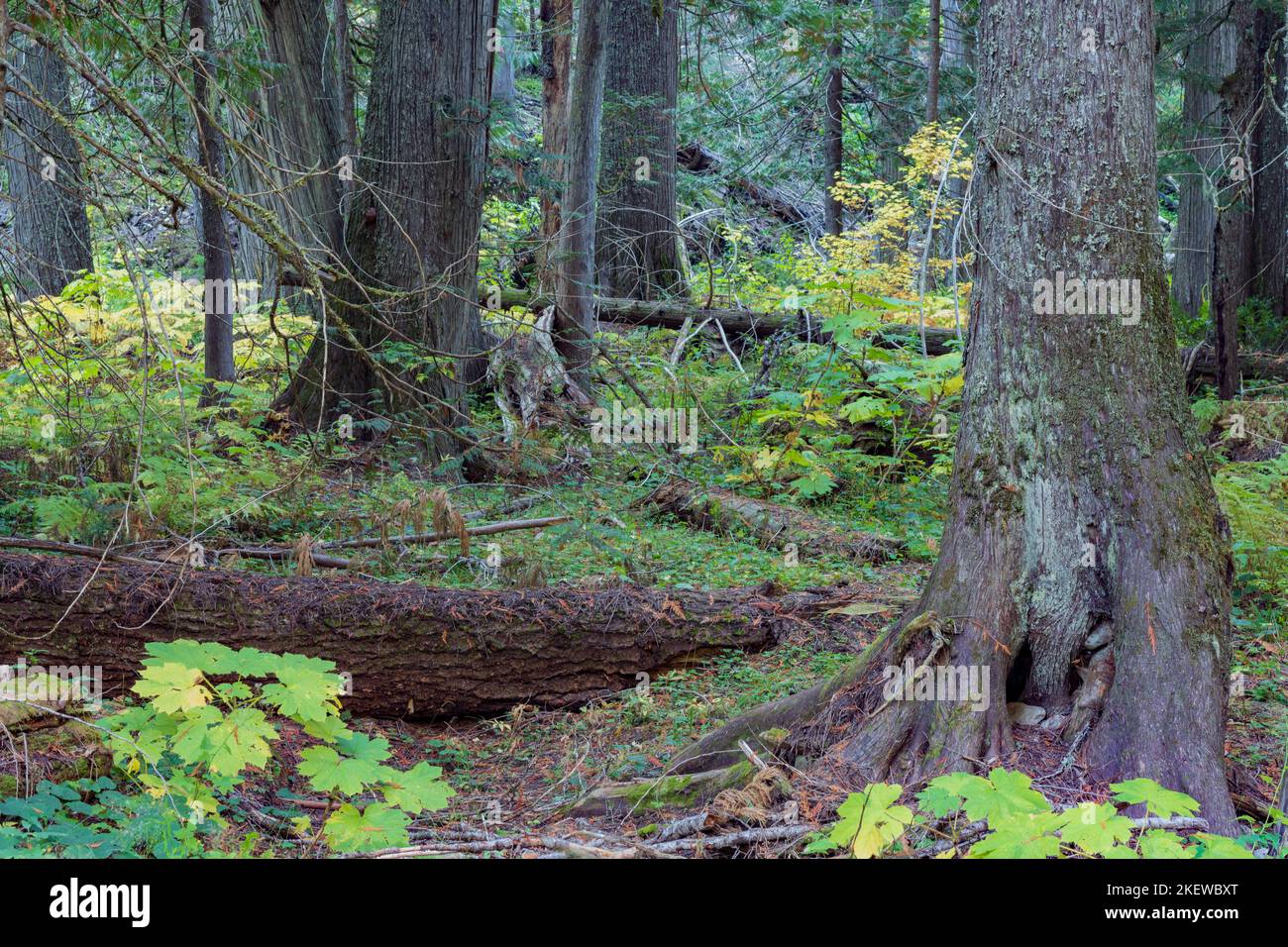 Rare cedar trees hi-res stock photography and images - Alamy