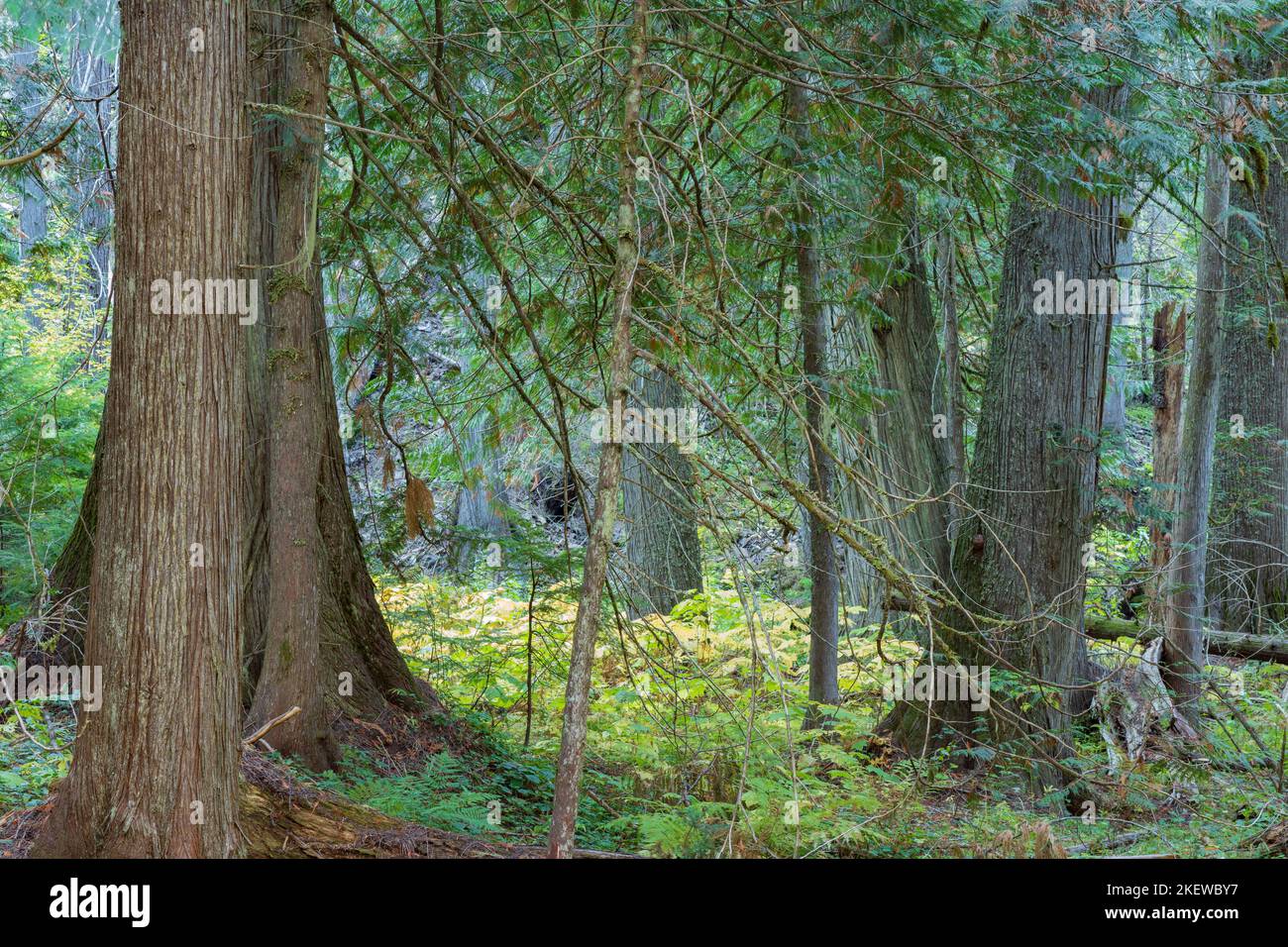 Settlers Grove of Ancient Cedars Stock Photo - Alamy