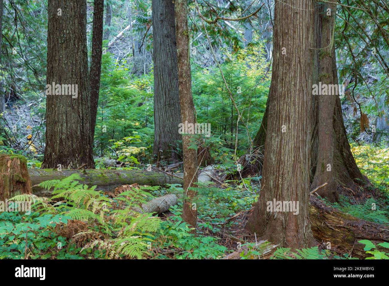 Settlers grove ancient cedars hi-res stock photography and images - Alamy