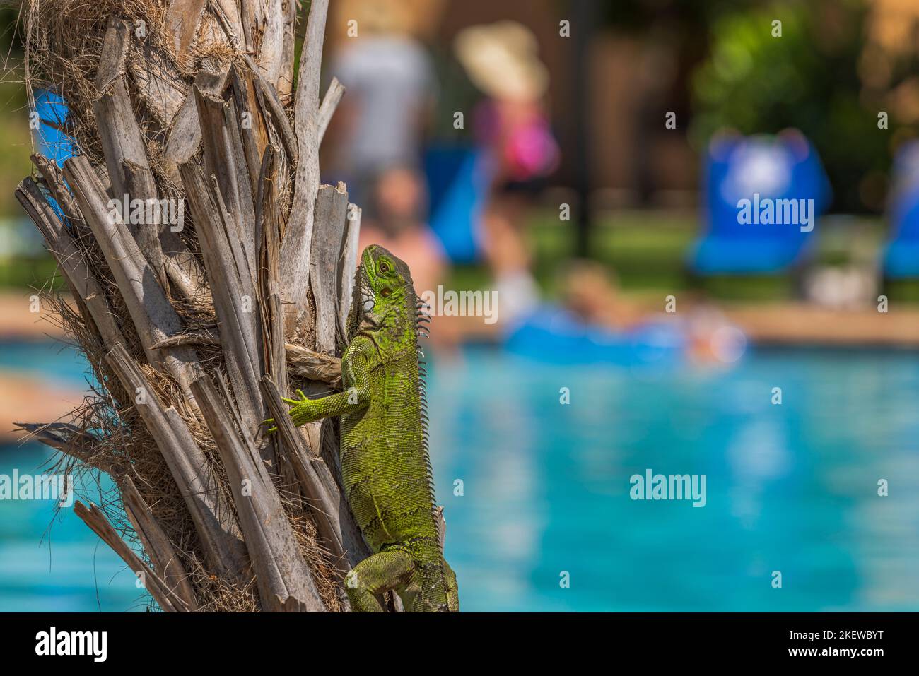 Close-up view of lizard climbing palm tree. Aruba Stock Photo - Alamy