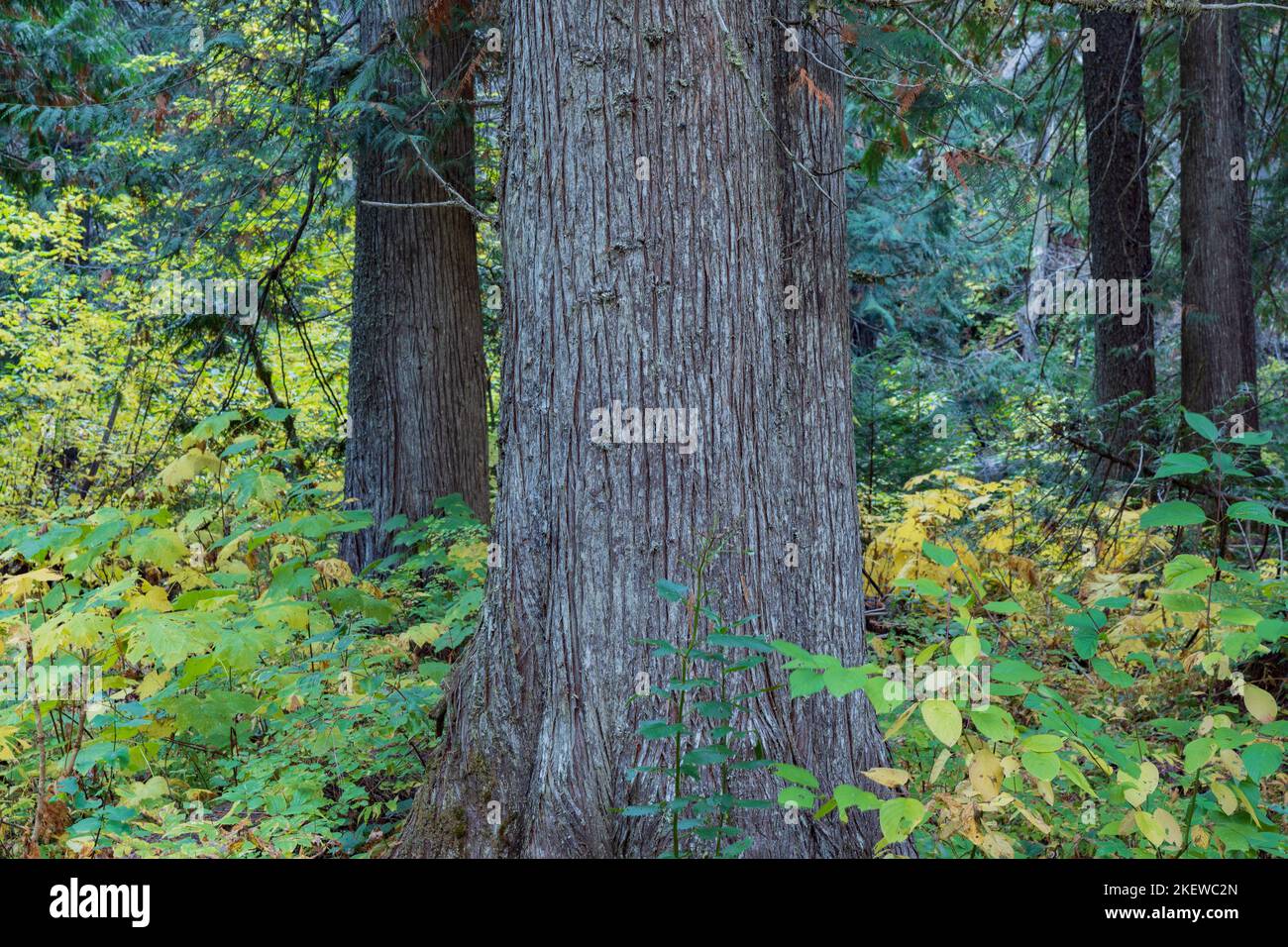 Settlers grove ancient cedars hi-res stock photography and images - Alamy