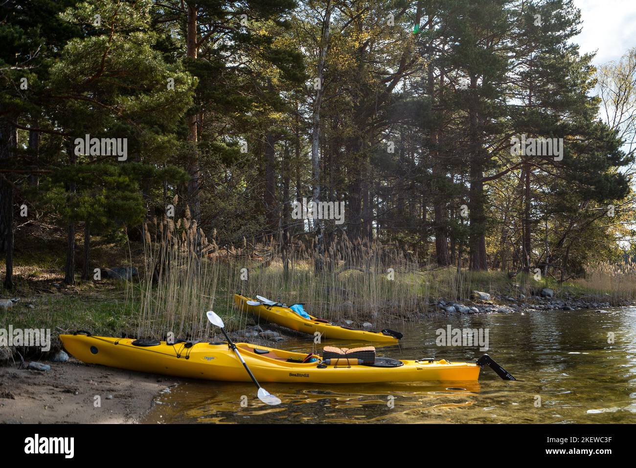 Pair of yellow sea kayaks pulled up onto the shore on an island in the ...