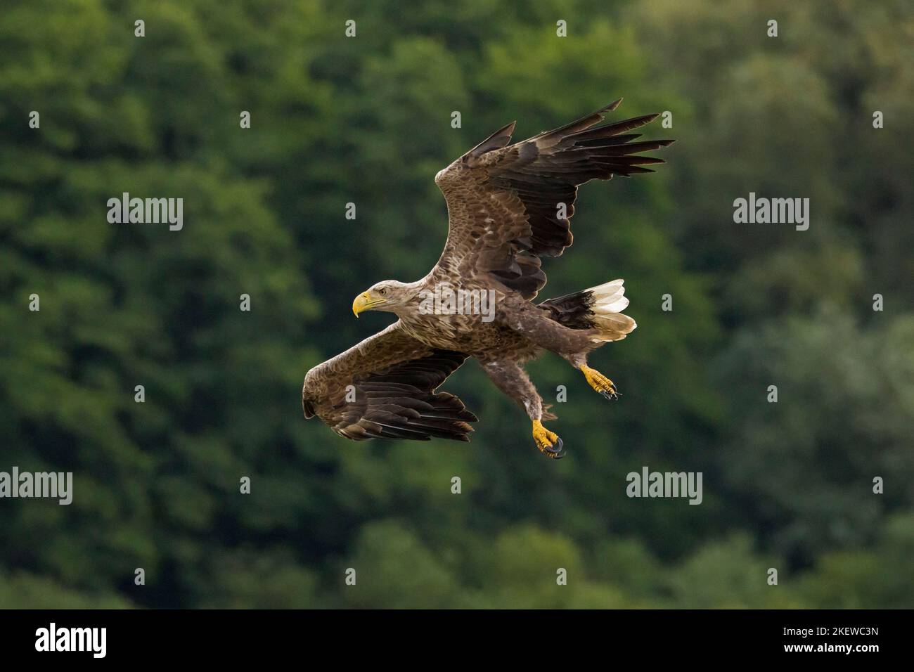 White-tailed eagle / Eurasian sea eagle / erne (Haliaeetus albicilla ...