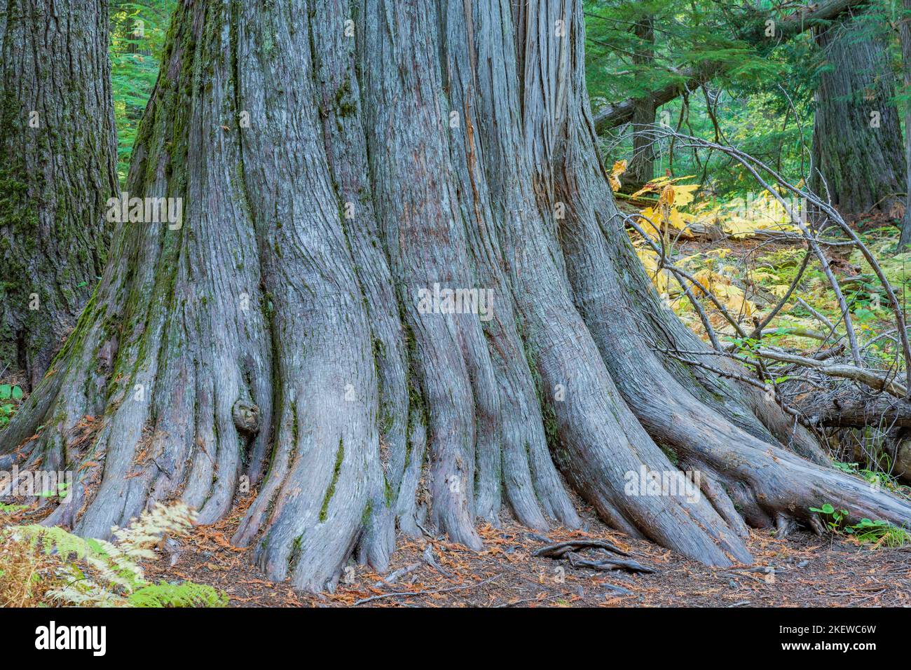 Settlers Grove of Ancient Cedars Stock Photo - Alamy