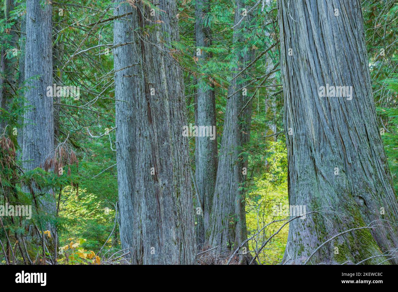 Settlers Grove of Ancient Cedars Stock Photo - Alamy