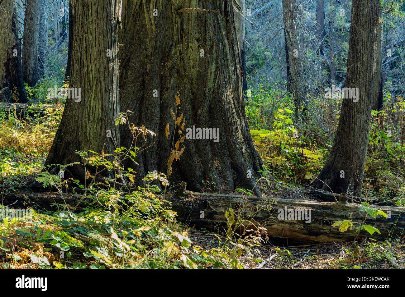 Settlers grove ancient cedars hi-res stock photography and images - Alamy