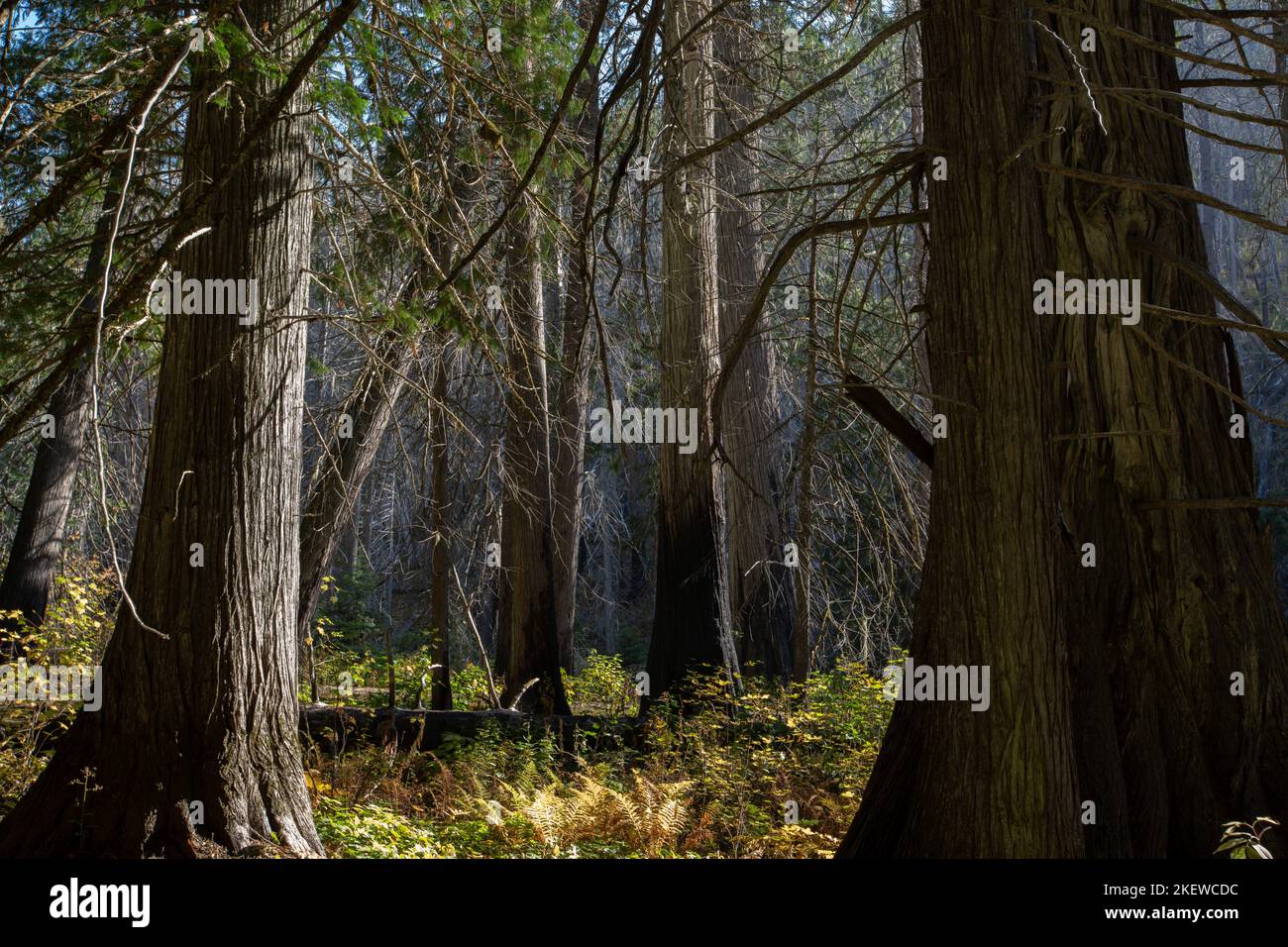 Settlers Grove of Ancient Cedars Stock Photo - Alamy