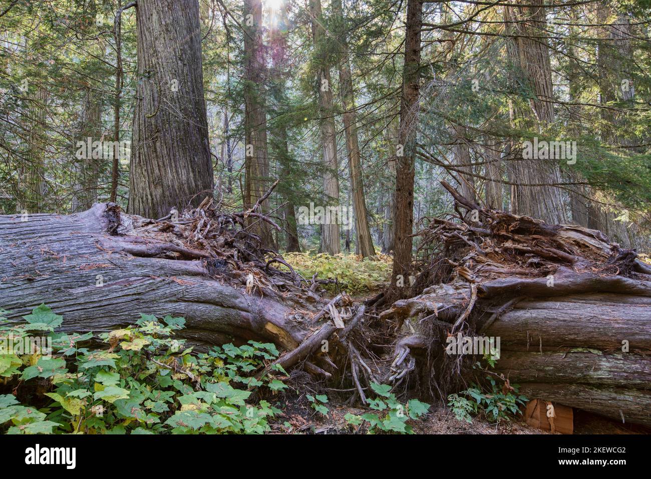 Settlers grove ancient cedars hi-res stock photography and images - Alamy