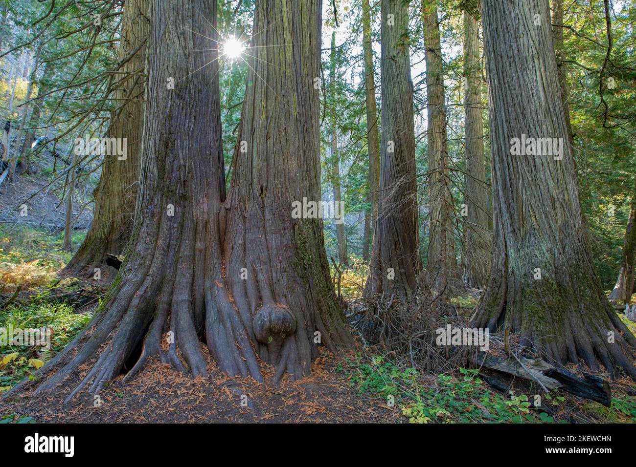 Rare cedar grove hi-res stock photography and images - Alamy