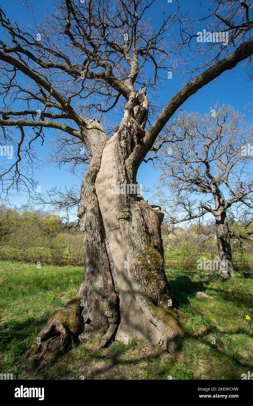 A tree cavity filled with concrete / cement to structurally support it ...