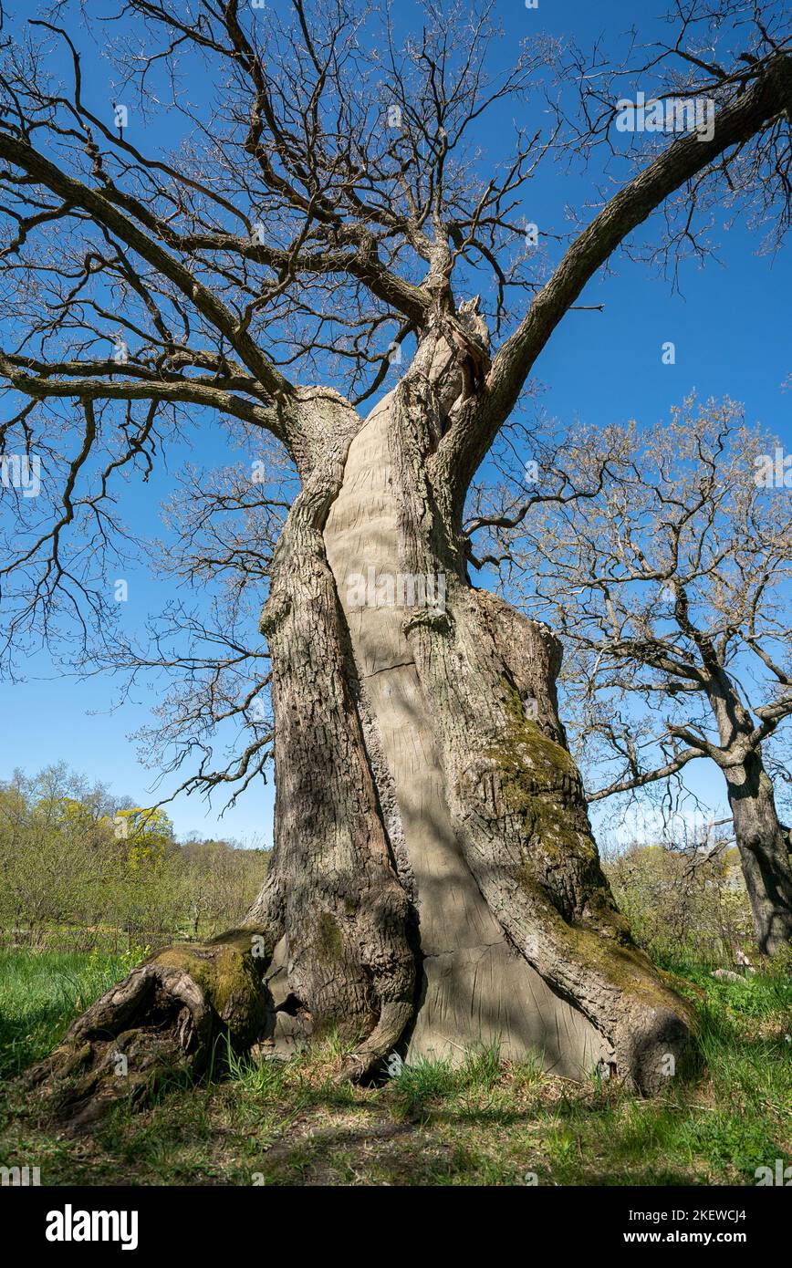 A tree cavity filled with concrete / cement to structurally support it ...