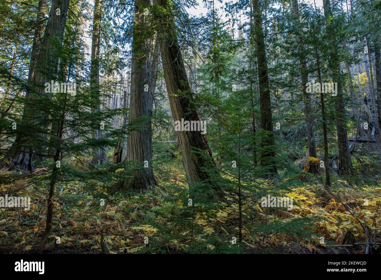 Settlers Grove of Ancient Cedars Stock Photo - Alamy