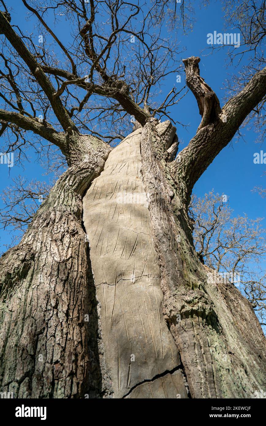 A tree cavity filled with concrete / cement to structurally support it ...