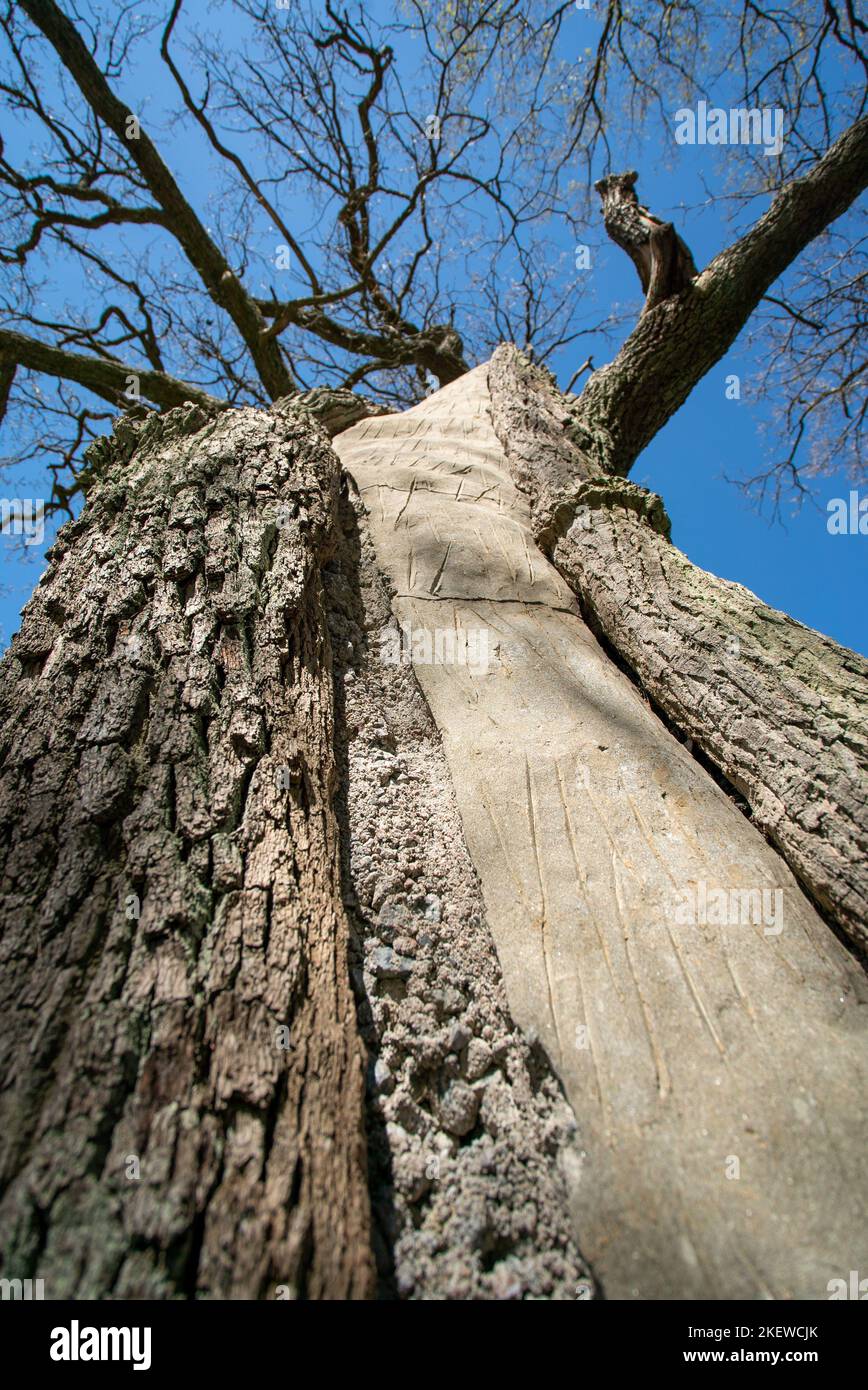 A tree cavity filled with concrete / cement to structurally support it ...