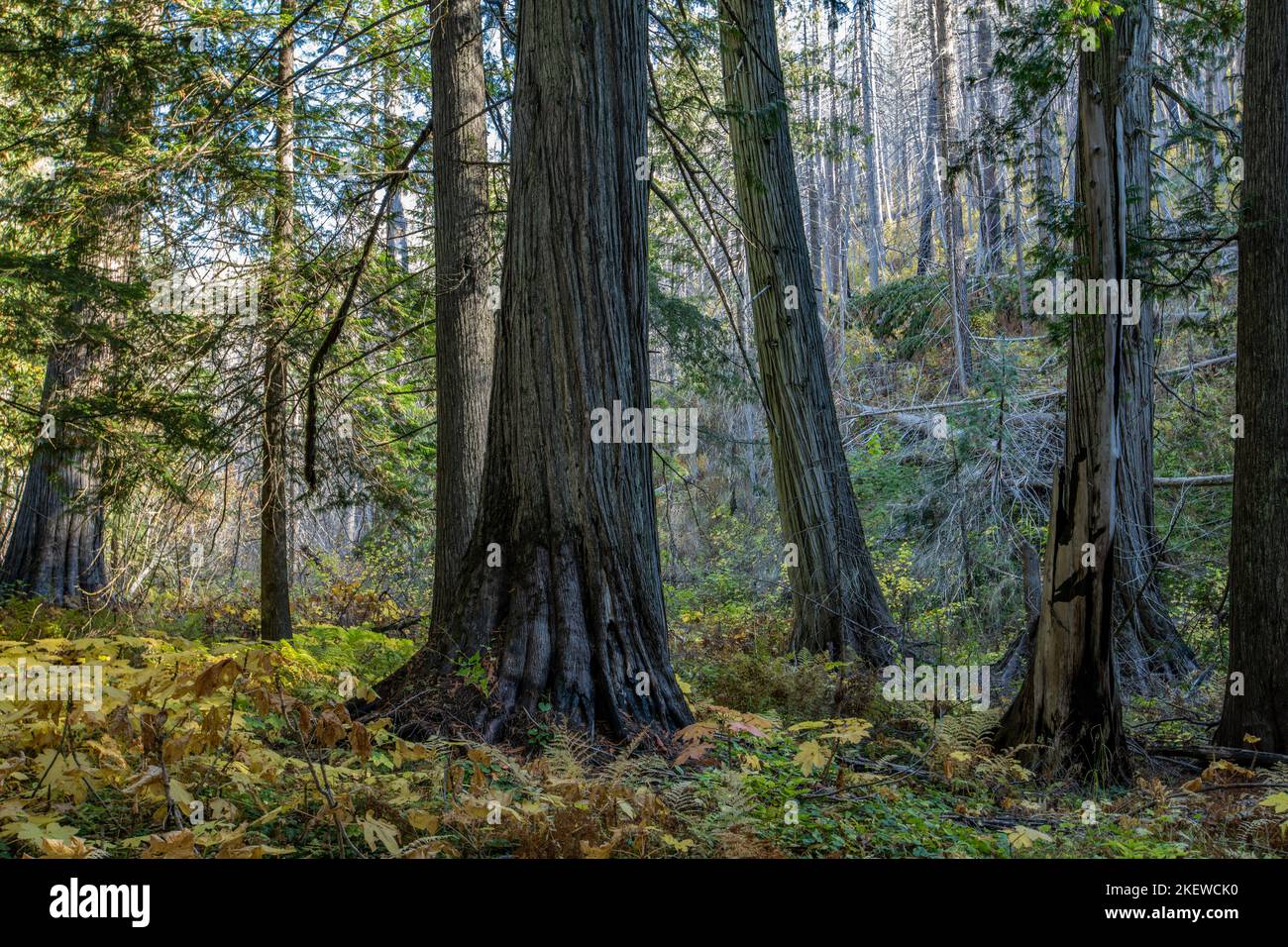 Settlers grove ancient cedars hi-res stock photography and images - Alamy