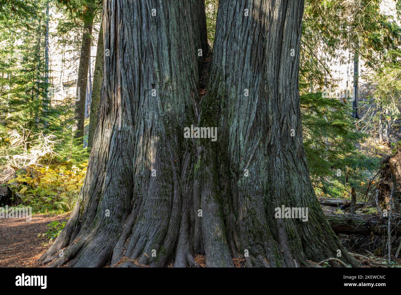 Settlers Grove of Ancient Cedars Stock Photo - Alamy