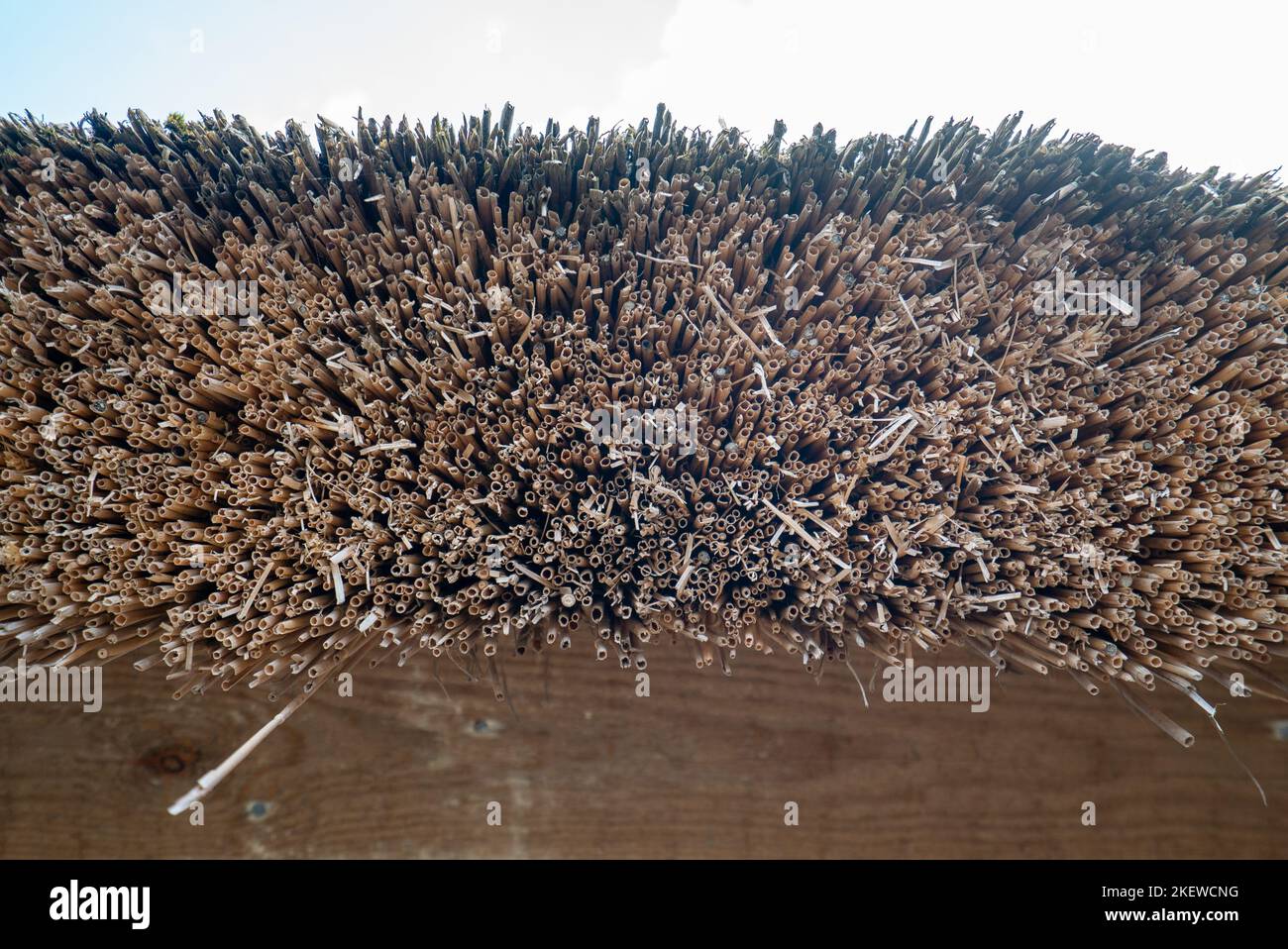 Thatch thatched thatching hi-res stock photography and images - Alamy