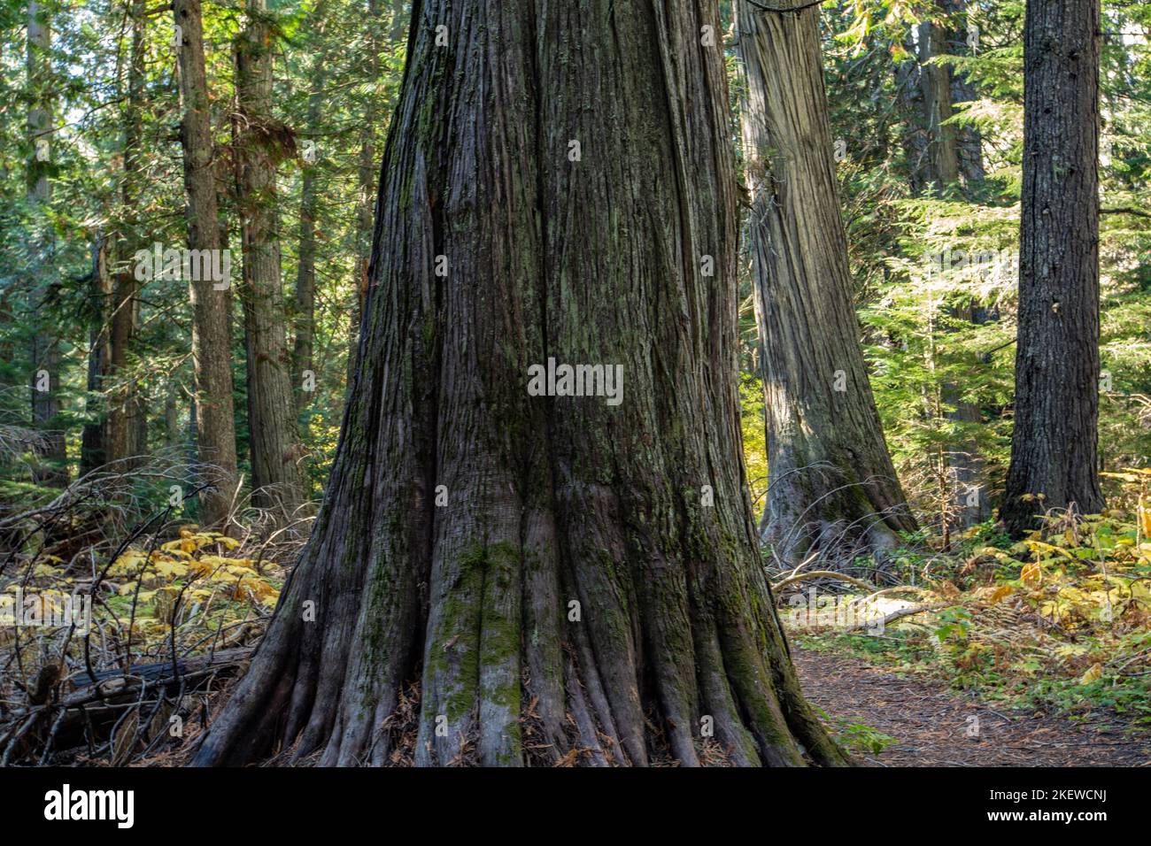 Settlers Grove of Ancient Cedars Stock Photo - Alamy